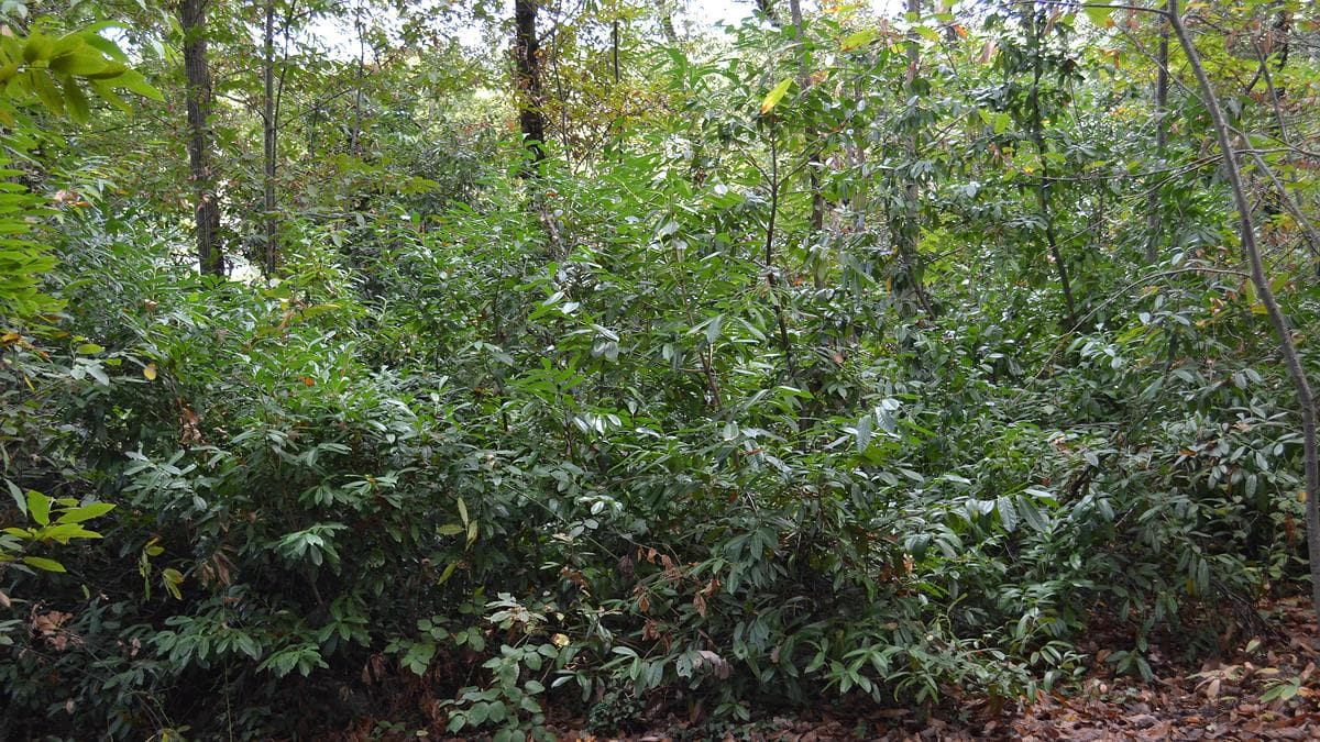 Les fausses cerises du faux laurier – Le bric-à-brac de Jean-Baptiste ...